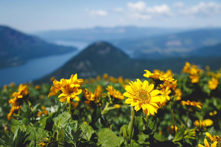 Wildflower Playbook: 11 Bloom Loops from Desert Floors to Alpine Bowls