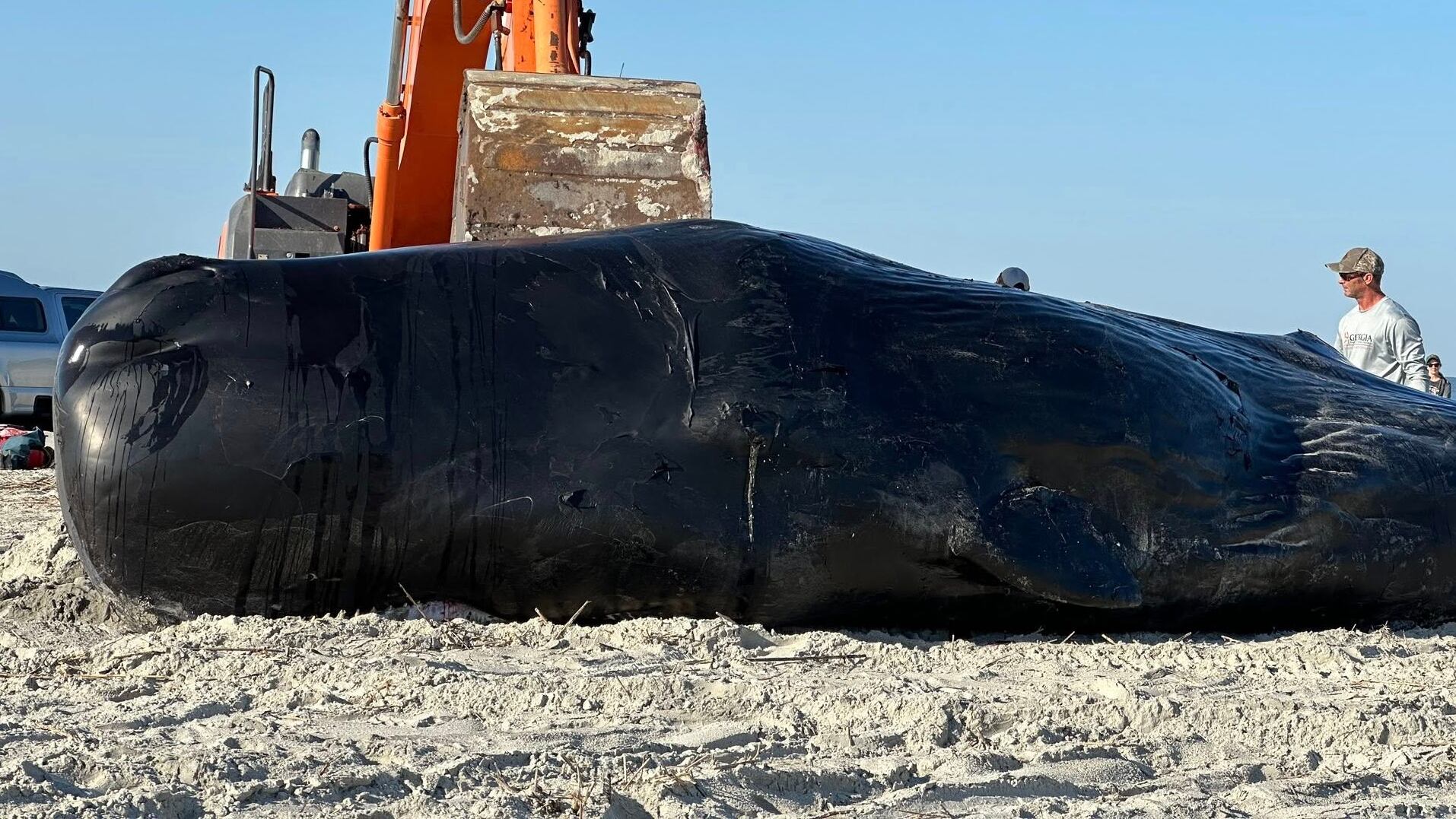 Beached sperm whale euthanized on Hilton Head Island