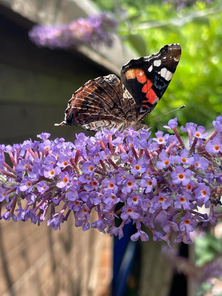 Learn how to increase wildlife habitats in your garden