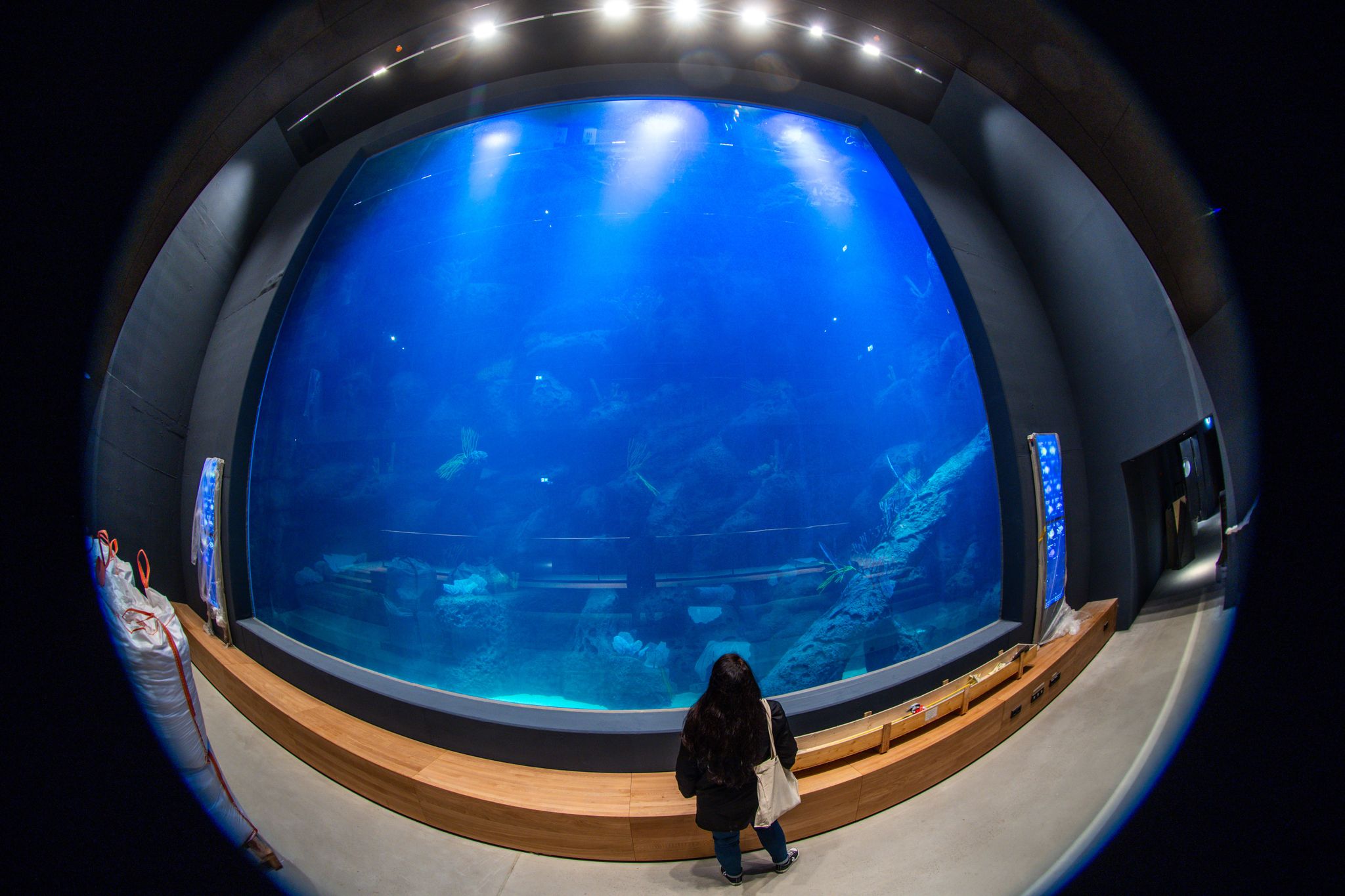 Neuer Aquarienrundgang im Meeresmuseum eröffnet