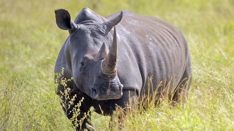 103 rhinos poached in South Africa in three months