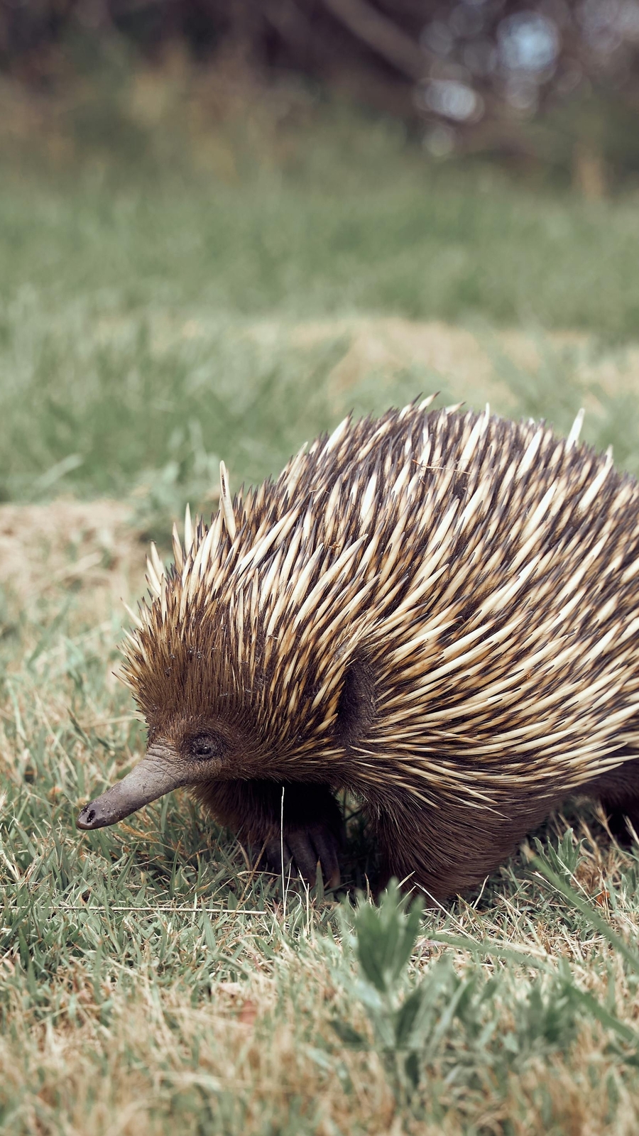 Discover toothless animals and how they survive in nature