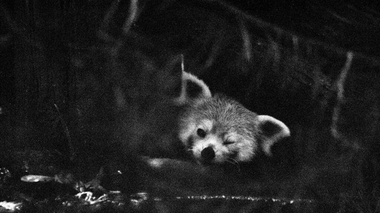 Firefox fait face à un péril existentiel, et craint de disparaître