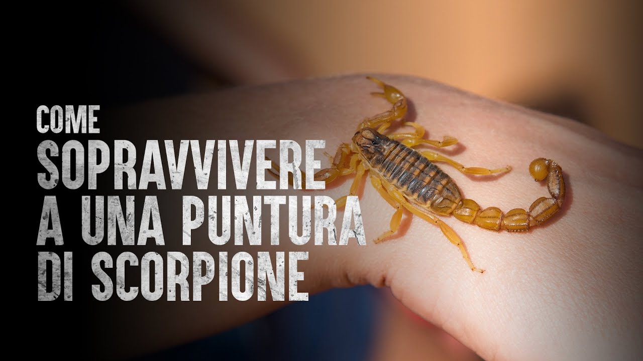 Come Sopravvivere a una Puntura di Scorpione