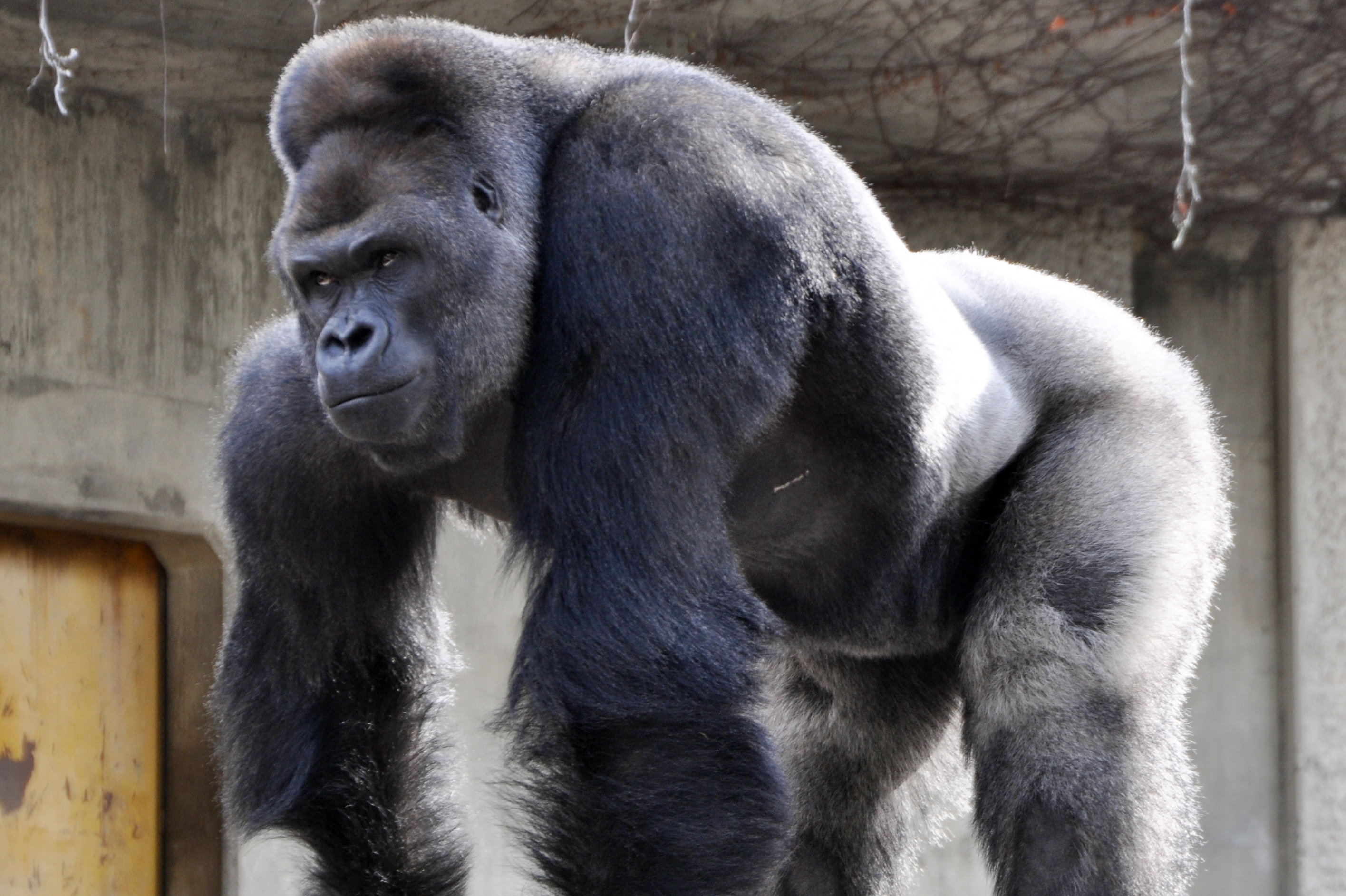 Zoolog om viralt slagsmål: 100 mænd kan i teorien besejre gorilla