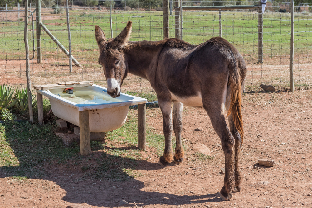 The Anti-Drone Donkey: Russia’s Strangest Weapon Yet