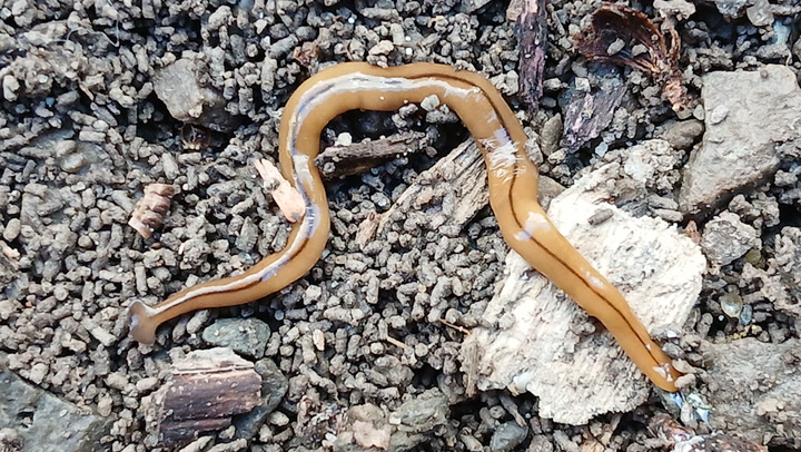Don't touch it! Toxic worm in Ontario emerges in spring