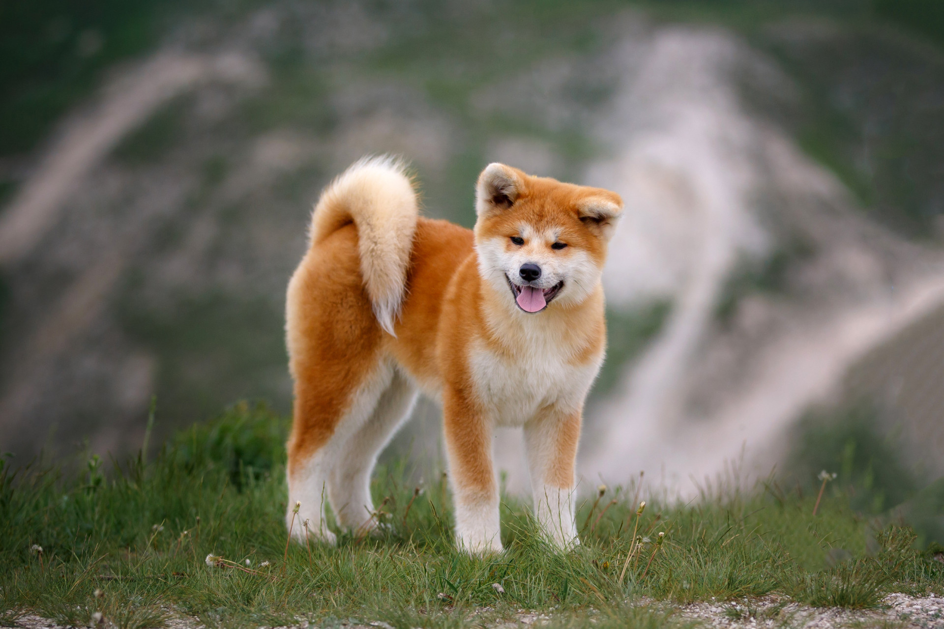The most expensive dog breeds in the world