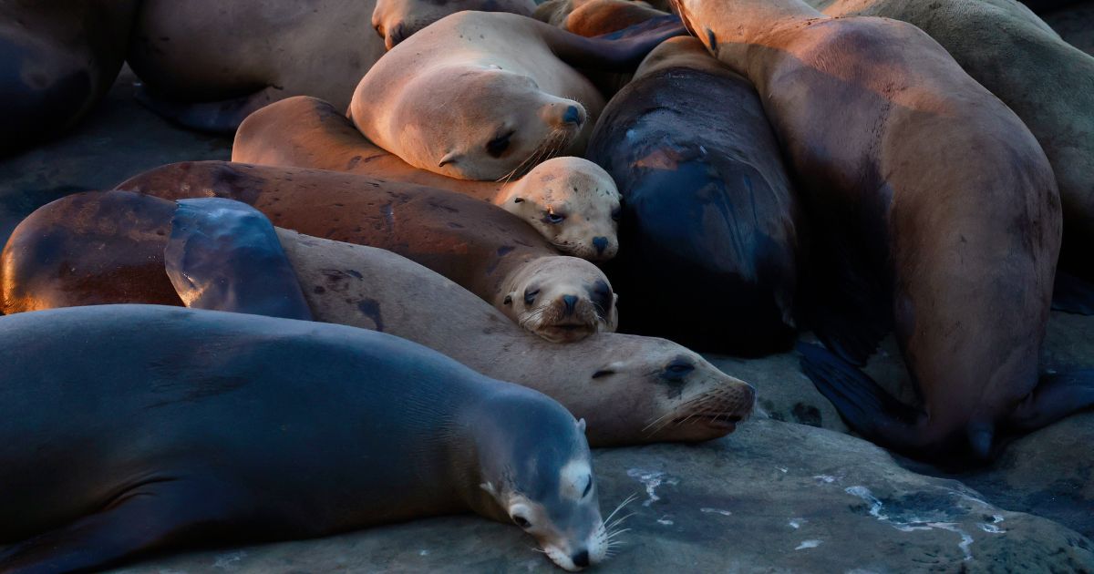Animal Illness and Die-Off Rocks US Coast, Sea Animals Falling Into ...