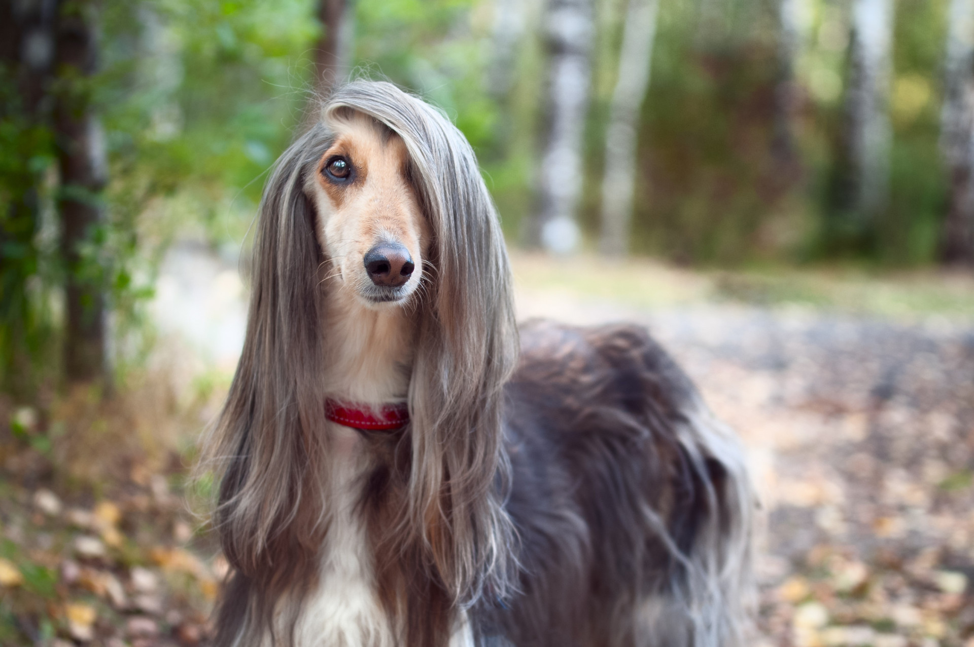 The most expensive dog breeds in the world