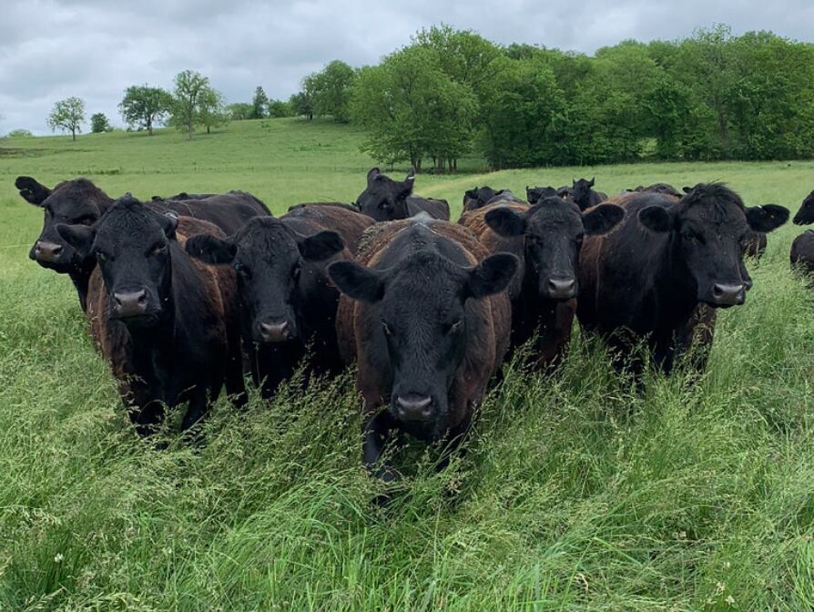 Livestock shows in Missouri have new requirements for cattle and swine