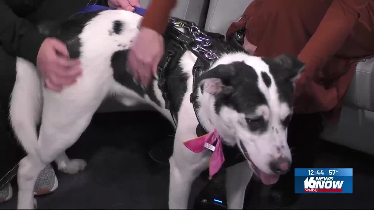 2nd Chance Pet: Retro