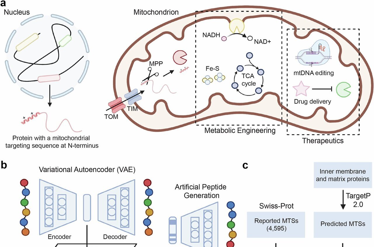 Harnessing generative AI to expand the mitochondrial targeting toolkit