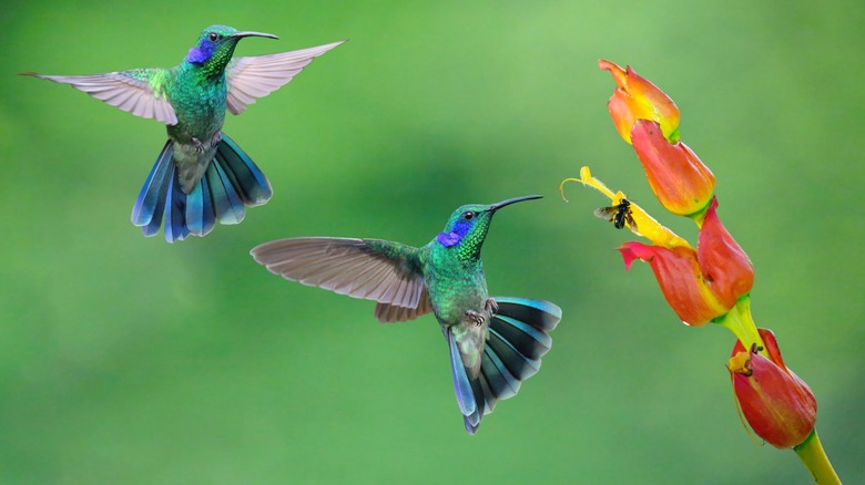 Essential Features For Attracting Hummingbirds To Your Garden