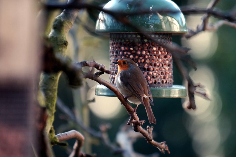 Gardeners urged to leave out this 88p breakfast item to attract robins