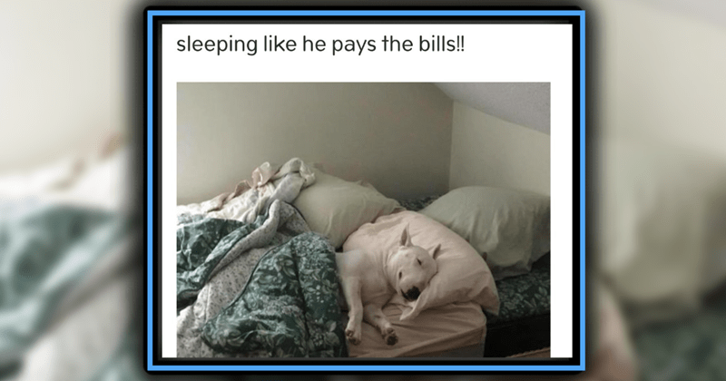 25 Calming Critter Pawsts for Hoomans Who Need Hugs