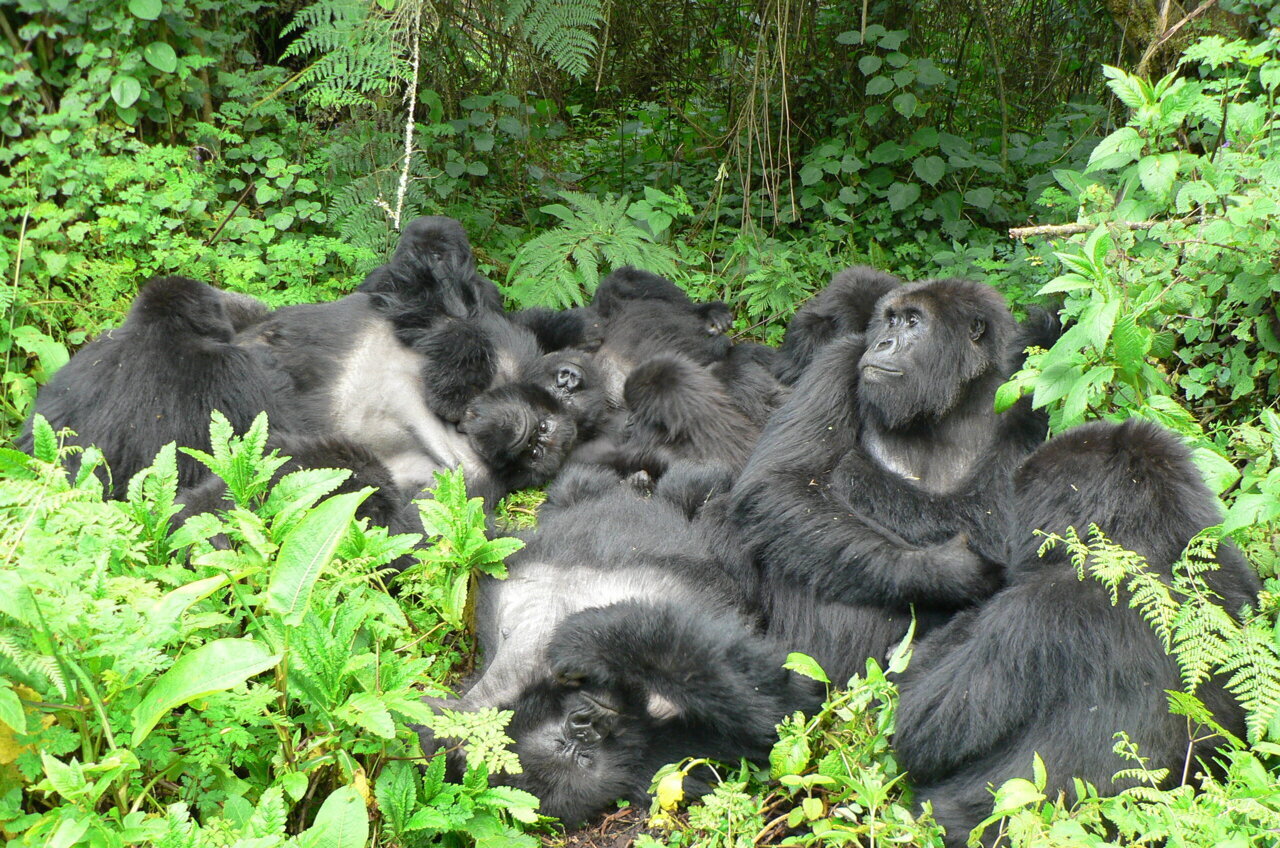 Gorilla study reveals complex pros and cons of friendship