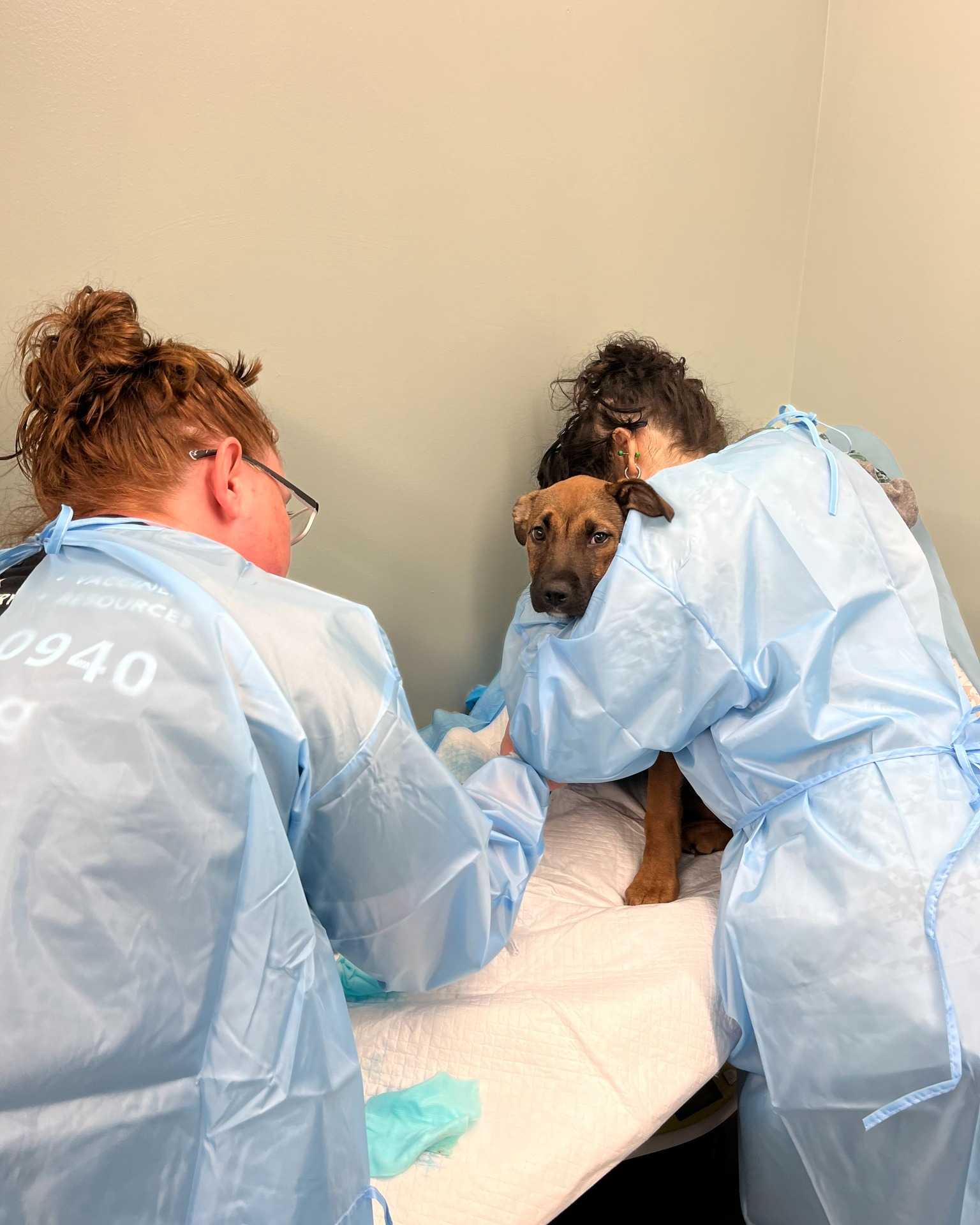 19 dogs "humanely euthanized" after contracting parvo in large outbreak ...