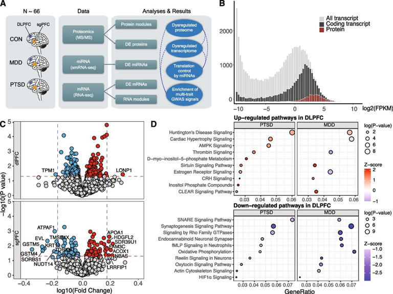 A multi-omic approach implicates novel protein dysregulation in post ...