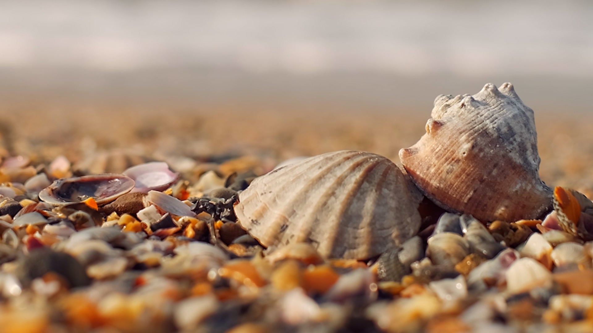 USC Team Creates Biodegradable ‘Plastic’ From Seashells