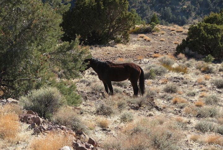 The Best Wild Horse Watching Spots Across The West