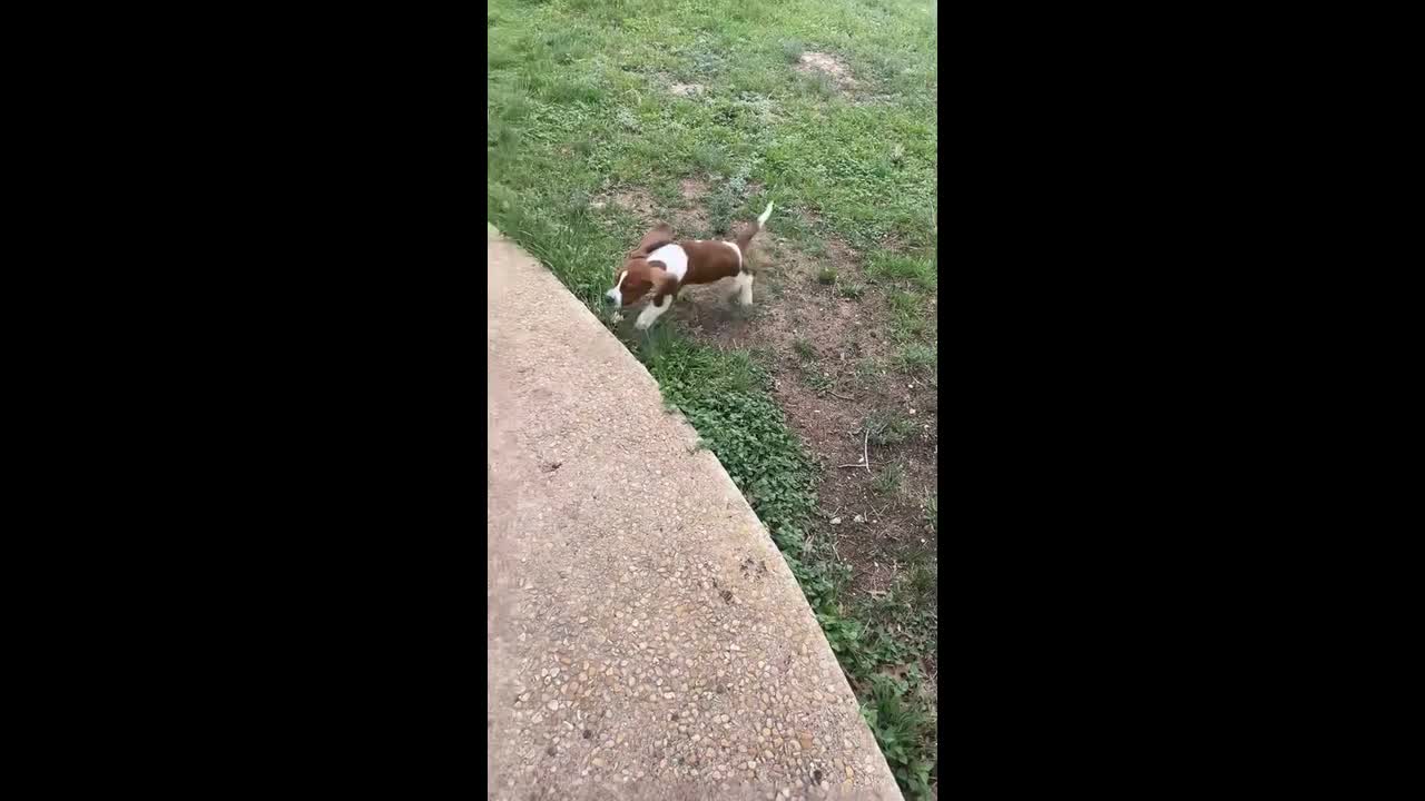 Dog rests chin on rock in Texas