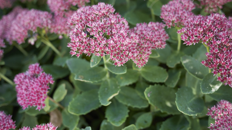 12 Cold Hardy Perennials That Prefer To Be Divided In Spring, Not Fall