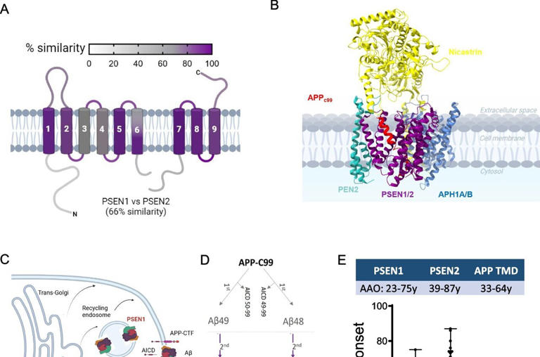 Alzheimer's 'genetic clock' model offers timeline for disease onset in ...