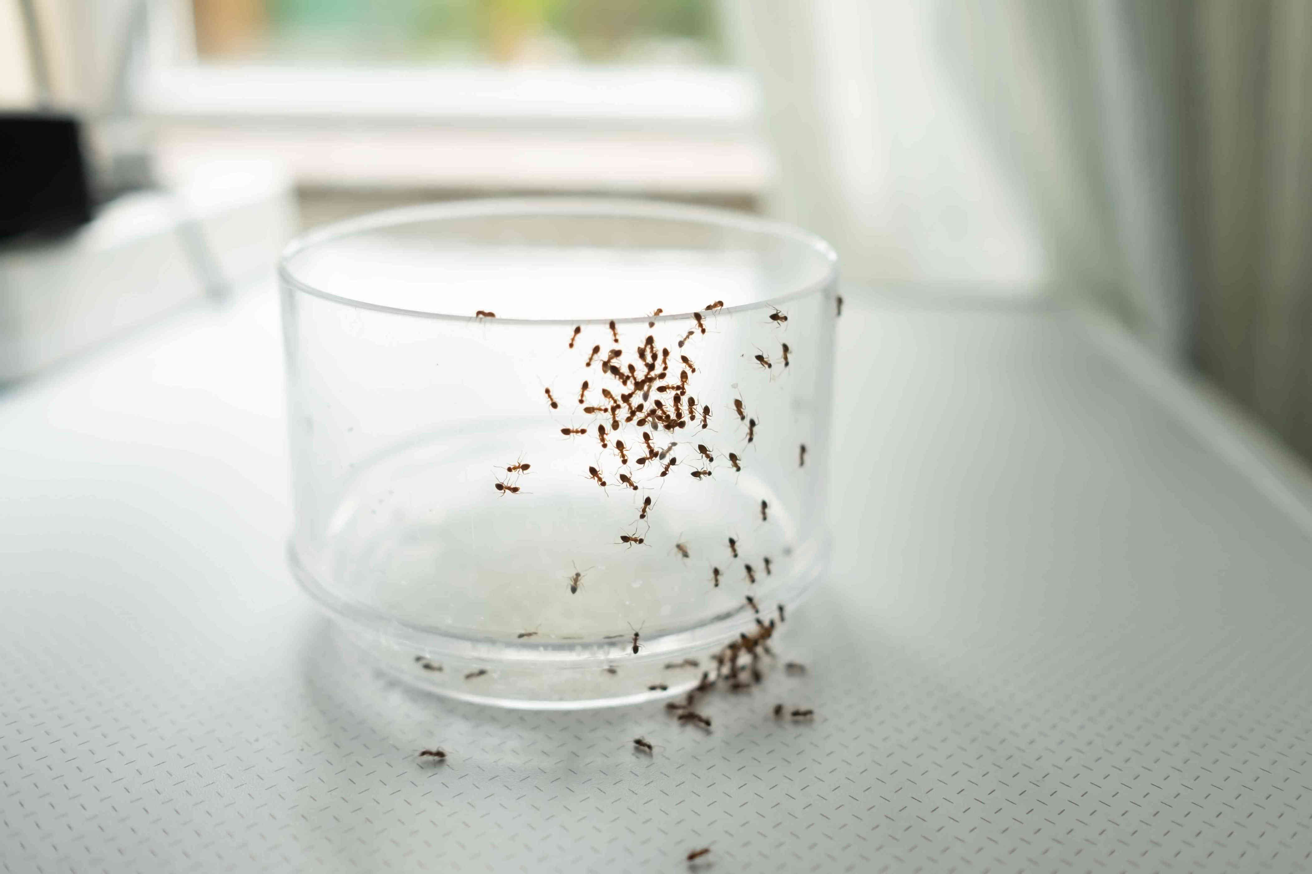 How to Get Rid of Sugar Ants (and Keep Them Away), According to ...