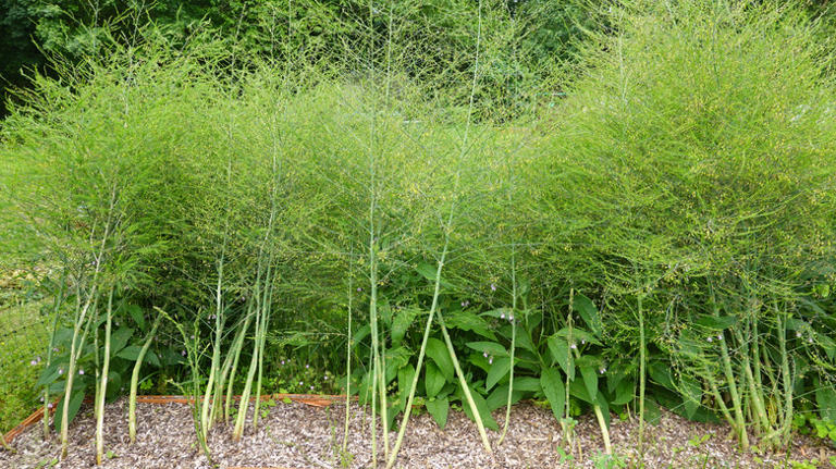 Crucial Mistakes You're Making When Growing Asparagus In Your Garden