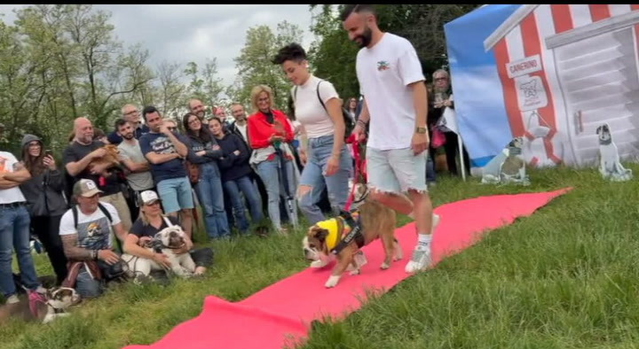 Il Bulldog Day fra prati, red carpet e percorsi a ostacoli