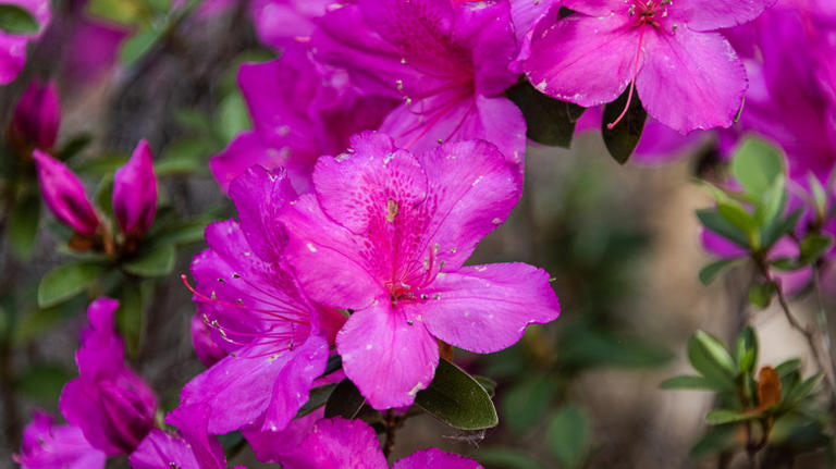 One Of Florida's Best State Parks Is An Underappreciated Garden ...