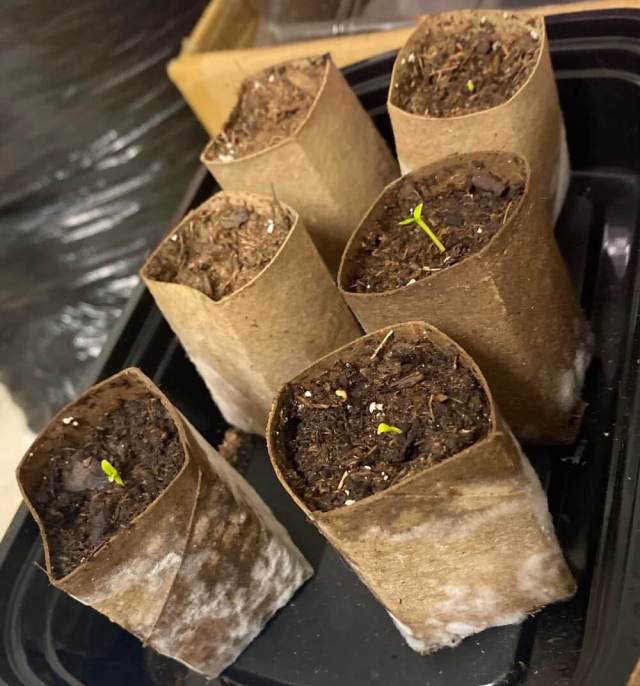 Gardener grows concerned after attempting to use old toilet paper rolls ...