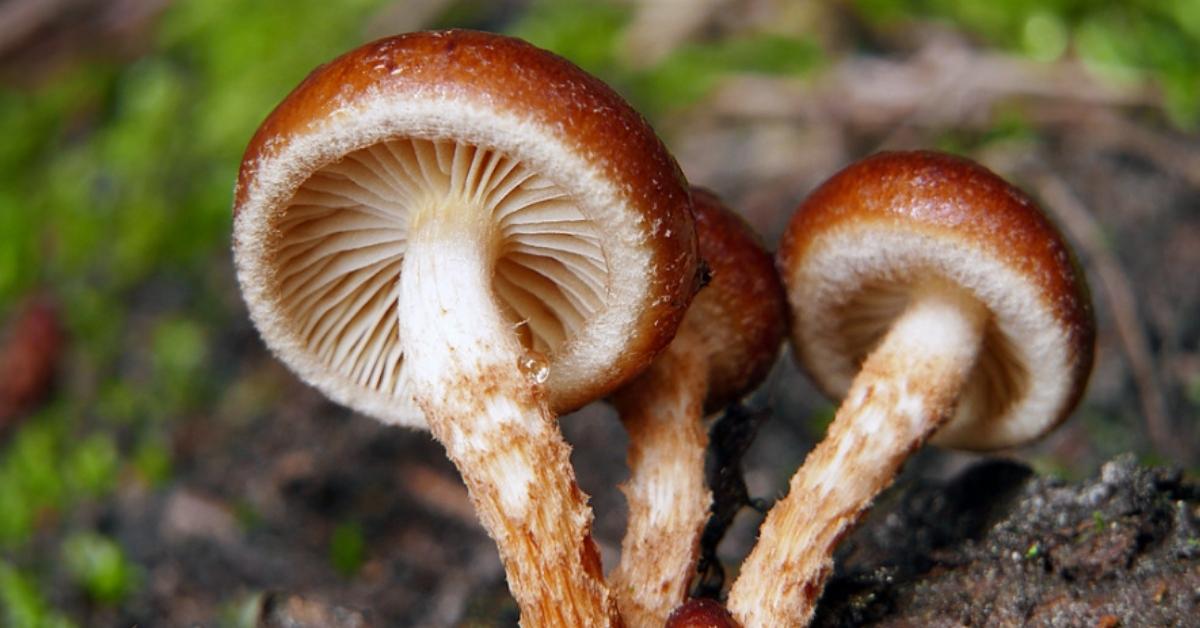 Scientists estimate humans are '5-10 years' from building 'living fungi ...