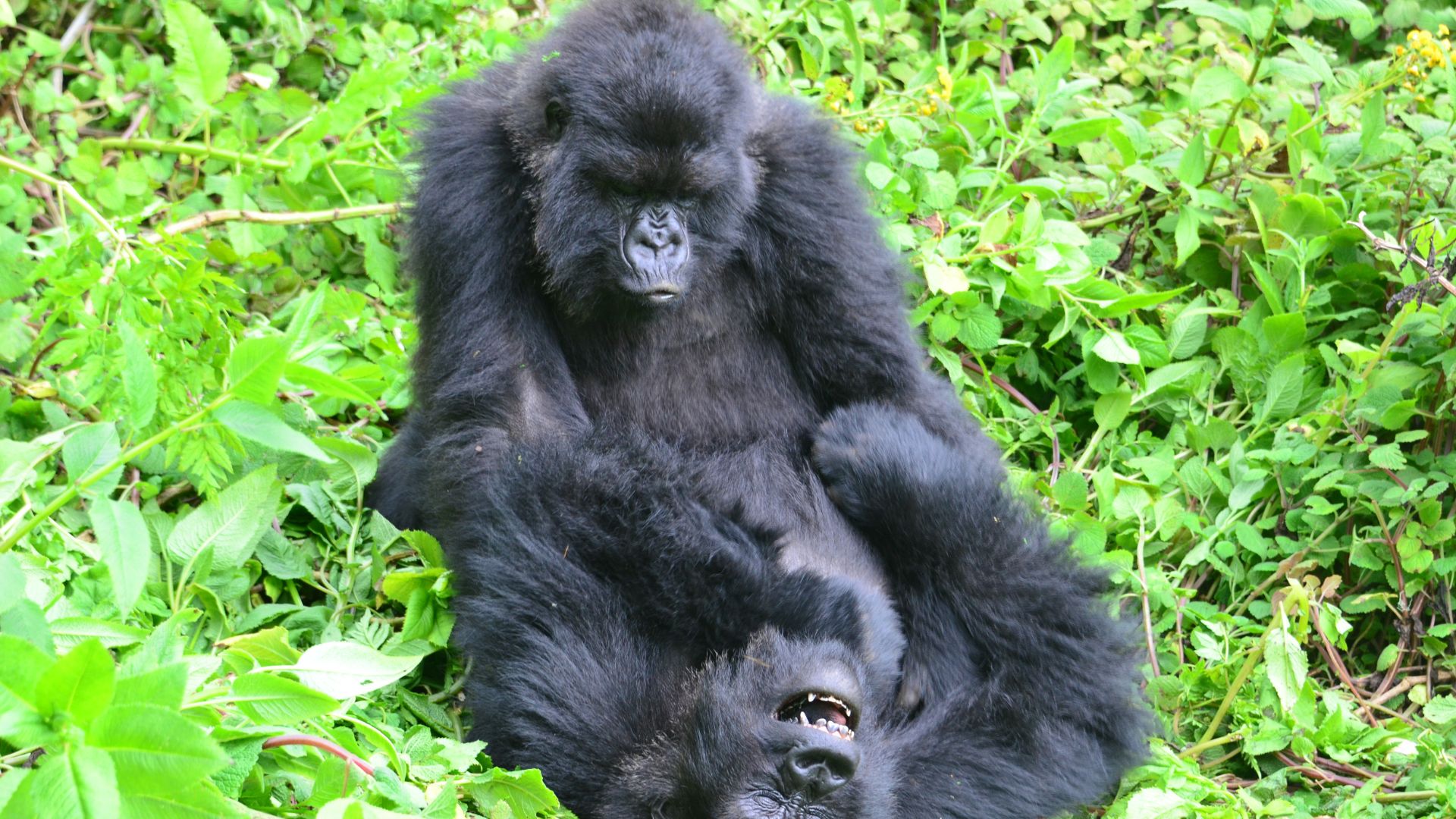 No rizz, more longevity: New gorilla study says being aloof could help ...