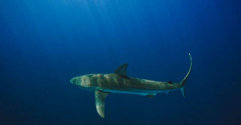 15 Fascinating Facts About Dusky Sharks and Their Deep-Water World 15 Fascinating Facts About Dusky Sharks and Their Deep-Water World