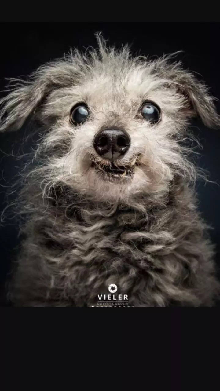 10 cutest senior dog pictures that will instantly make you smile