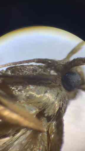 Exploring the Intricate Scales of a Moth Under the Microscope