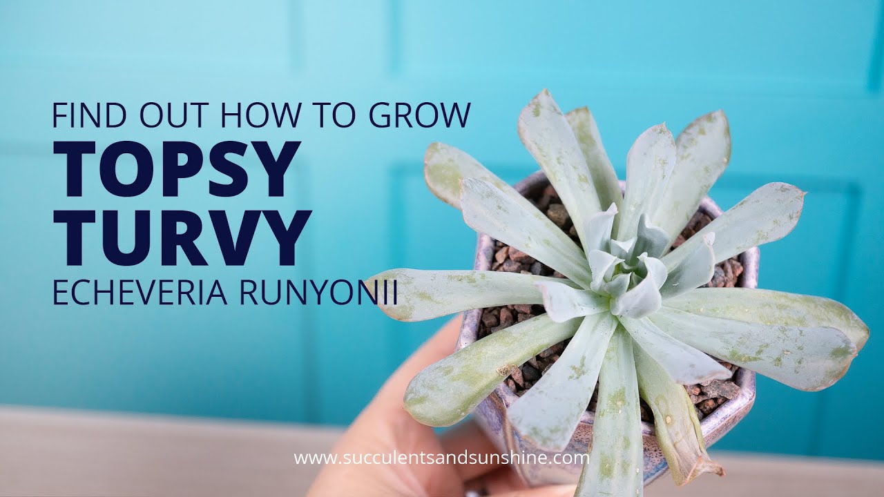 Best Care Tips for Echeveria runyonii ‘Topsy Turvy’