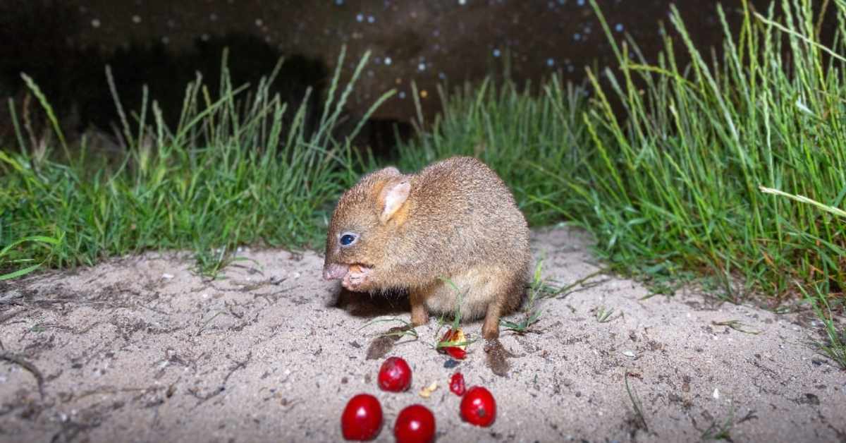 New AI-powered 'wildlife gate' keeps invasive predators out, allows ...