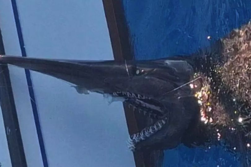 ‘Alien’ shark with strange beak spotted near Brit holiday destination ...