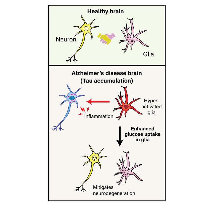 Enhancing glucose metabolism in glia cells reduces retinal damage in ...