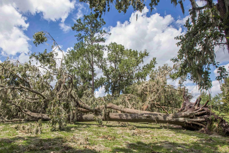 IFAS offers tips for preparing landscape and trees for hurricane season