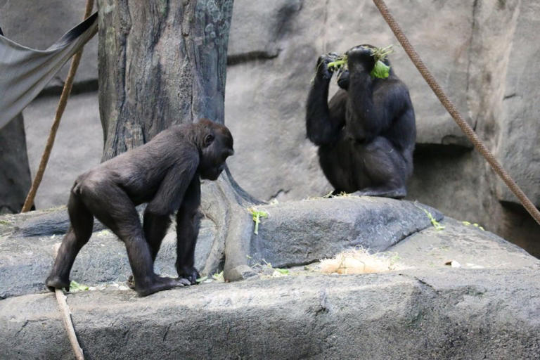 Study reveals pros and cons of gorillas being social