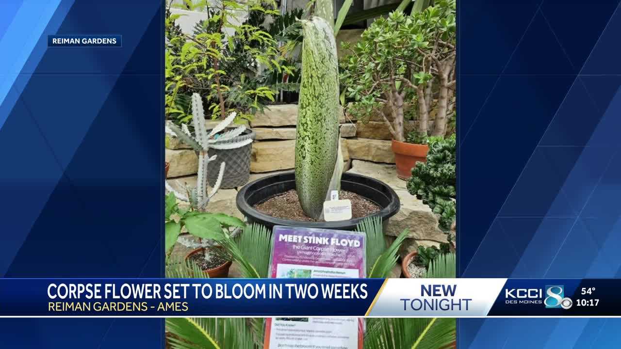 'Stink Floyd': Reiman Gardens in Ames on bloom watch for rare, rancid ...