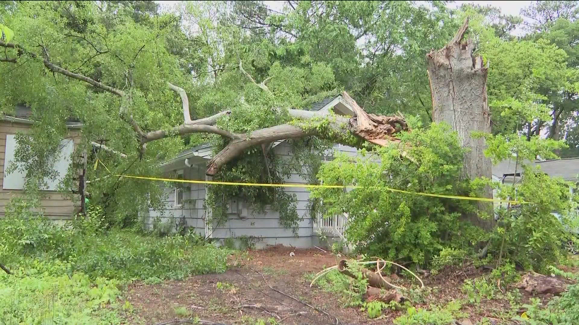 How to spot hidden tree dangers