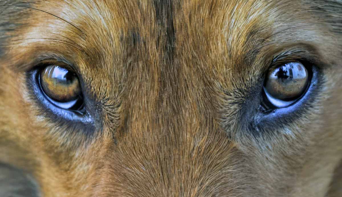 Why Do Dogs Have a Third Eyelid?