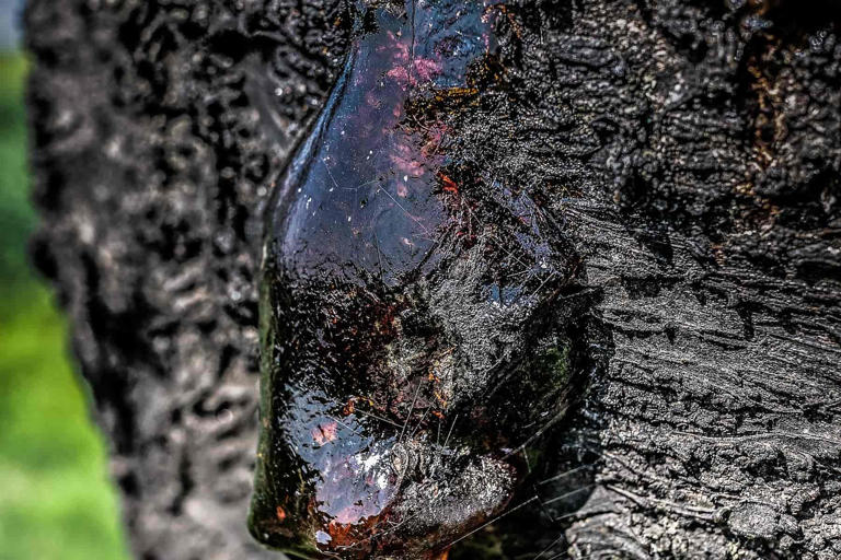 What Are Tree Resins? Uses, Rituals, and Resins to Try