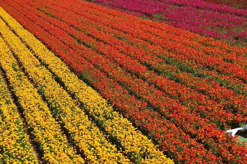 California is No. 1 state for tourism, but may be hit by 'Trump Slump ...