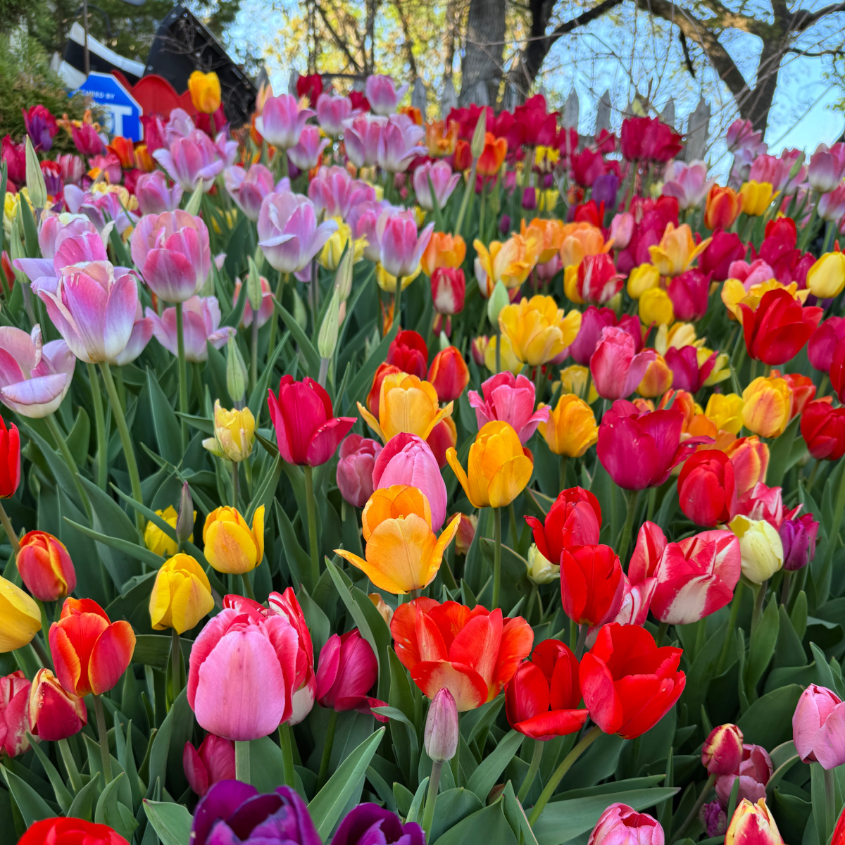 Spring festivals in Minnesota
